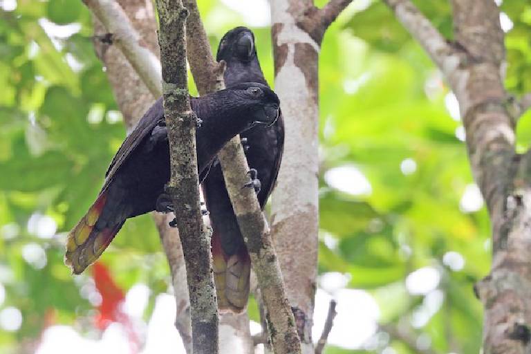 Cách nuôi vẹt lory đen cho người mới